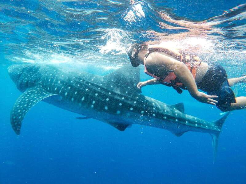 Whale Shark Adventure from Isla Mujeres - Final Thoughts
