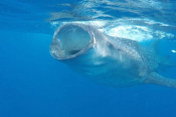 Whale Shark Adventure in Isla Mujeres and Cancun - The Experience at a Glance