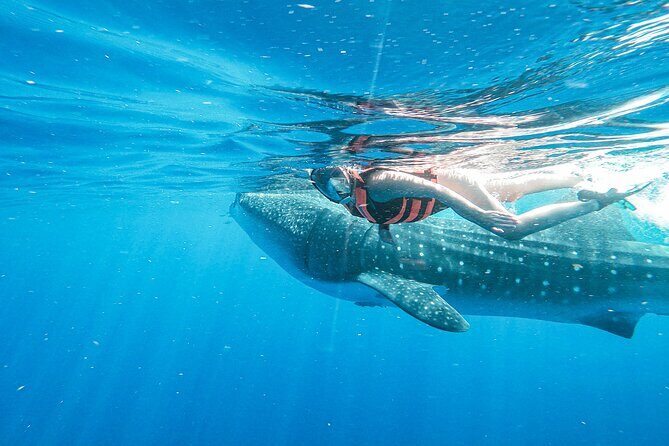 Whale Shark Adventure in Isla Mujeres and Cancun - The Sum Up