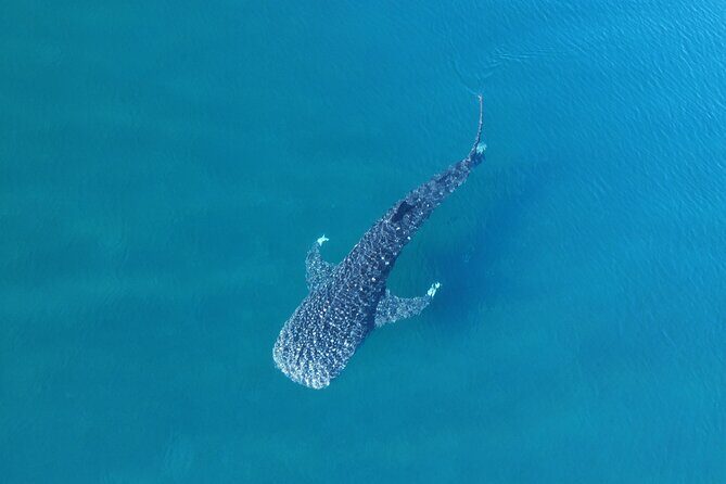 Whale Shark Adventure with a Marine Biologist - The Experience: What Trails Your Day in La Paz