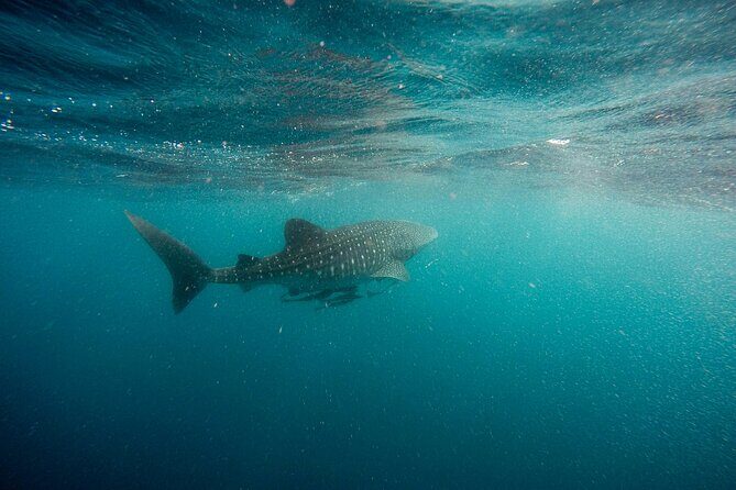 Whale Shark Adventure with a Marine Biologist - Who Will Love This Tour?