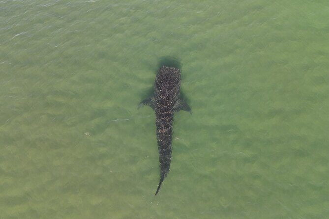 Whale Shark Adventure with a Marine Biologist - Frequently Asked Questions