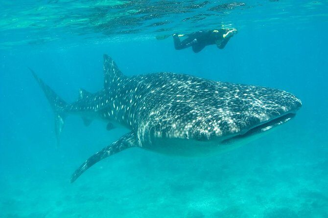 Whale Shark and Snorkeling Adventure from Isla Holbox - How the Tour Unfolds: A Step-by-Step Breakdown