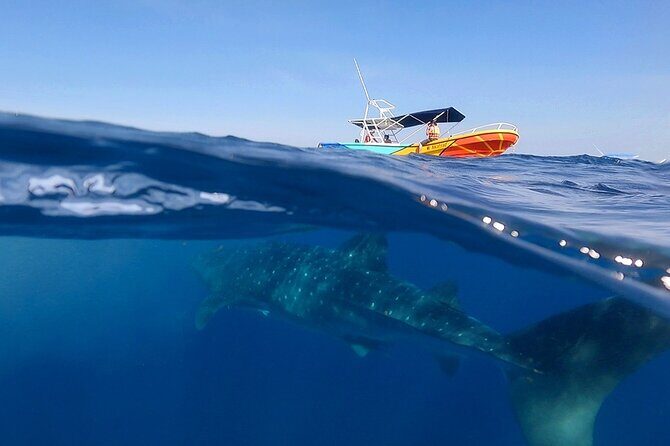 Whale Shark and Snorkeling Adventure from Isla Holbox - The Real Experience from Reviews