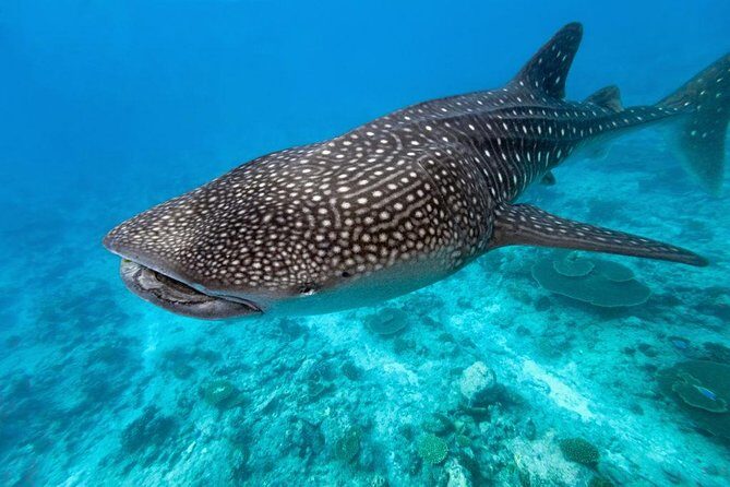 Whale Shark Encounter and Sumilon Sandbar with Kawasan Falls - Who Would Love This Tour?