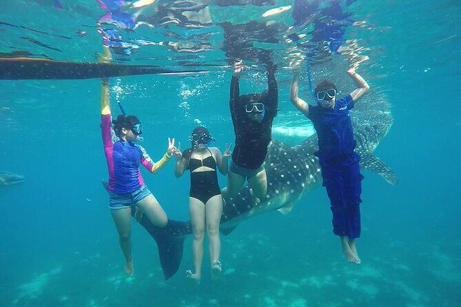 Whale Shark Encounter and Sumilon Sandbar with Kawasan Falls - Authentic Experiences and Practical Details