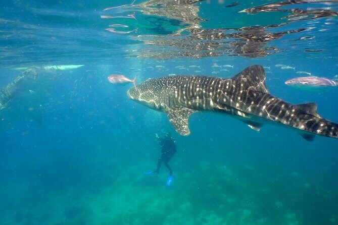 Whale Shark Encounter Experience in Cancun (Snack Lunch included) - Introduction: Why Consider This Whale Shark Tour?
