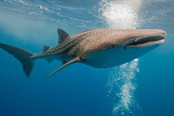 Whale Shark Encounter Experience in Cancun (Snack Lunch included) - Practical Considerations