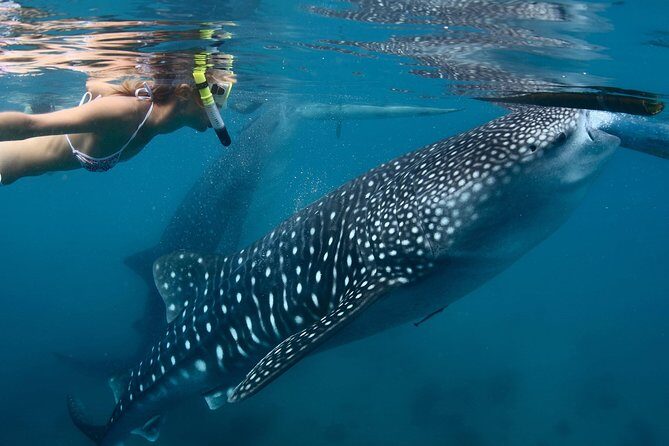 Whale Shark Encounter Experience in Cancun (Snack Lunch included) - Authentic Experiences: What Travelers Are Saying
