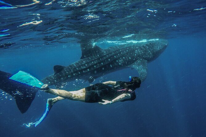 Whale Shark Encounter Full-Day all inclusive Tour from Riviera Maya - Practical Details