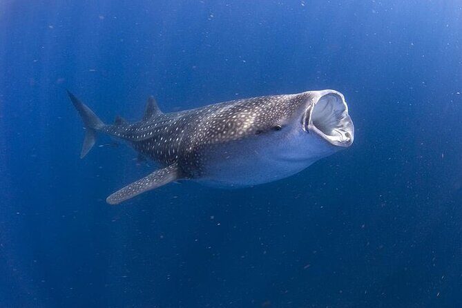 Whale Shark Experience from Playa del Carmen - Key Points