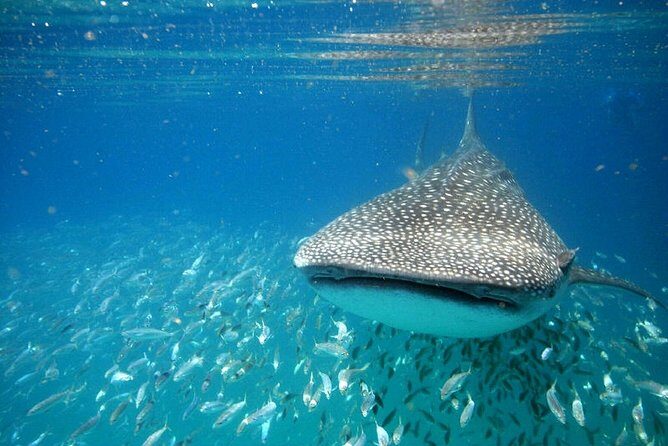 Whale Shark Experience from Playa del Carmen - The Itinerary and What You Can Expect