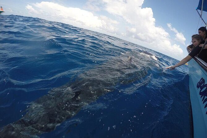 Whale Shark Experience from Playa del Carmen - FAQ