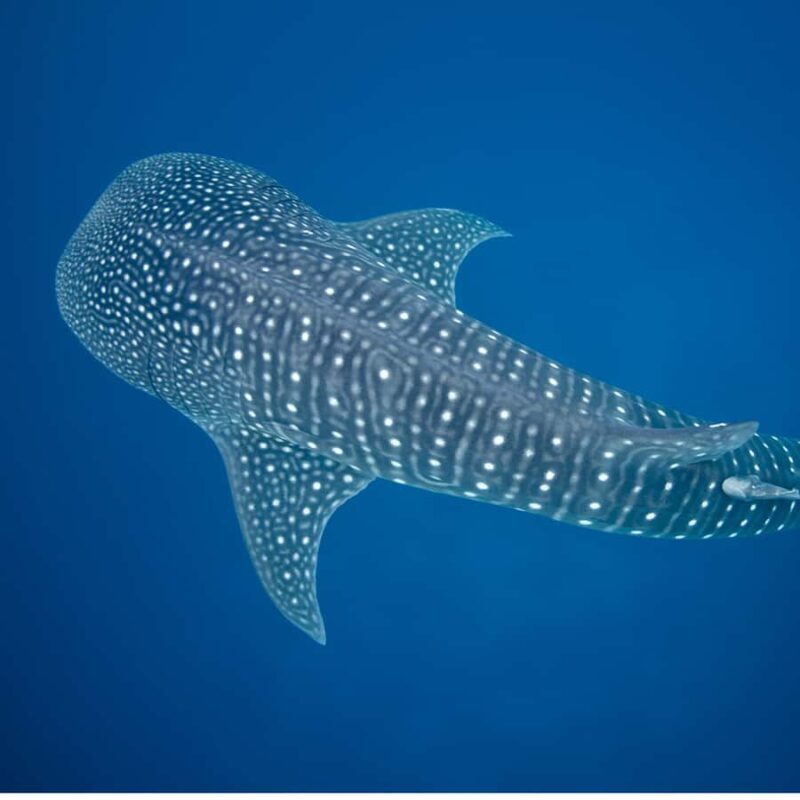 Whale Shark Experience Swim Side by Side with Gentle Giants - Key Points