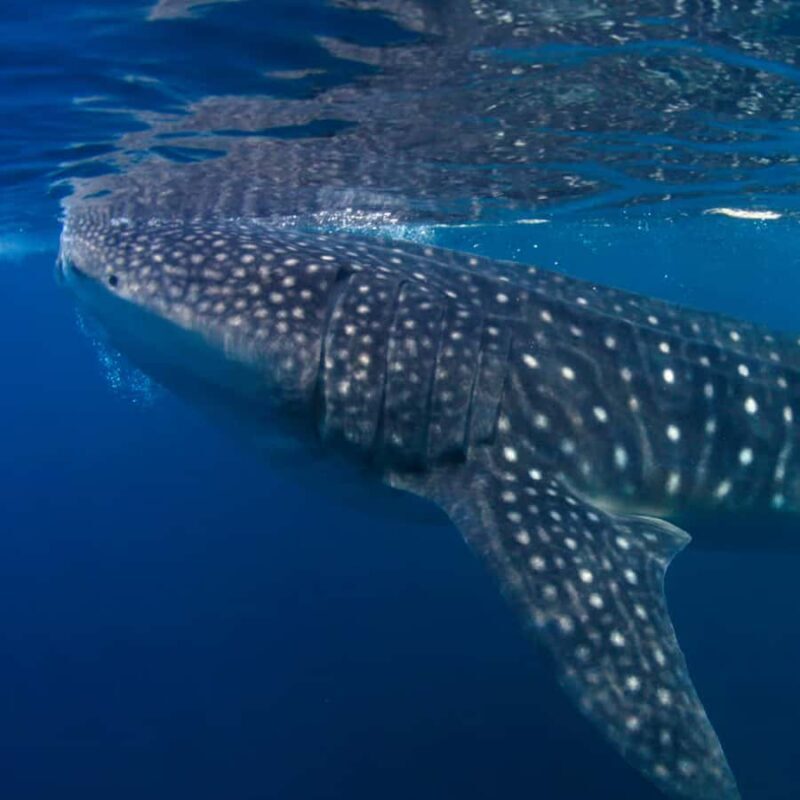 Whale Shark Experience Swim Side by Side with Gentle Giants - A Closer Look at the Whale Shark Experience