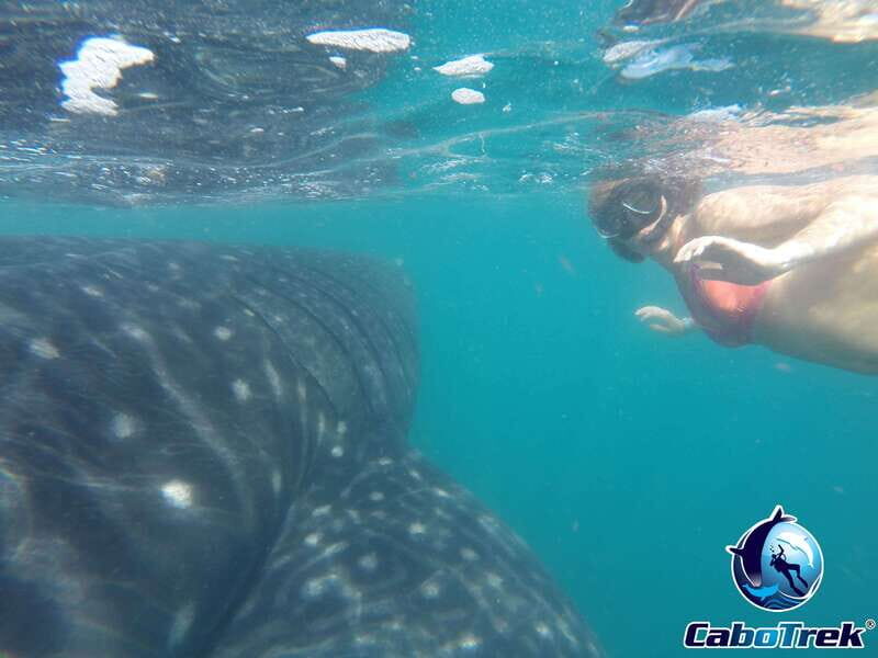 Whale Shark Experience - An Authentic Look at the Whale Shark Experience