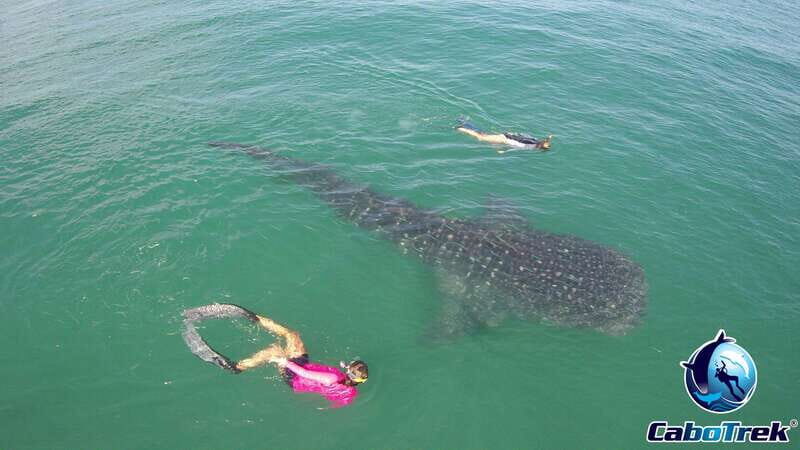 Whale Shark Experience - The Practical Side: Transportation, Timing, and Group Size