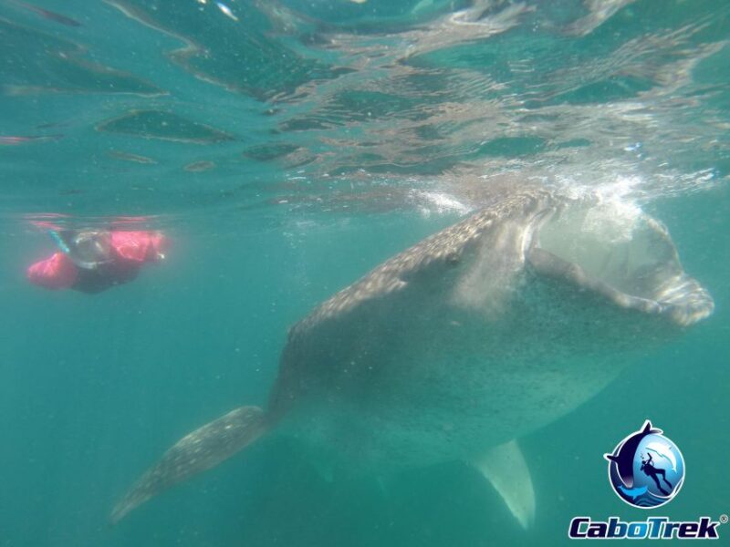 Whale Shark Experience - What’s Included and What’s Not
