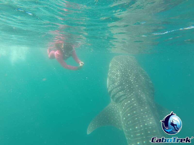Whale Shark Experience - Who Would Love This Tour?