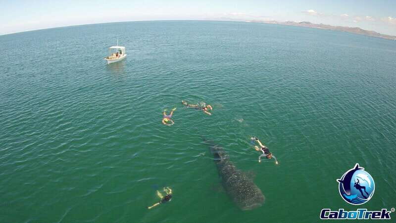 Whale Shark Experience - Final Thoughts: Is This Tour Worth It?