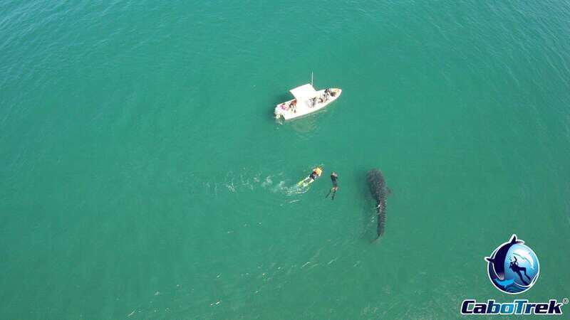 Whale Shark Experience - FAQ