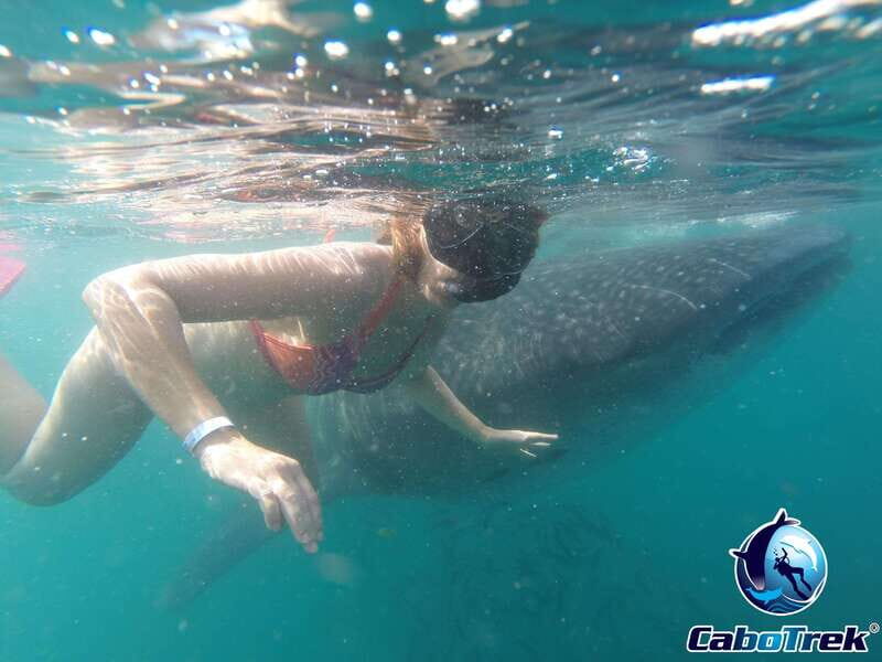 Whale Shark Experience - Final Words