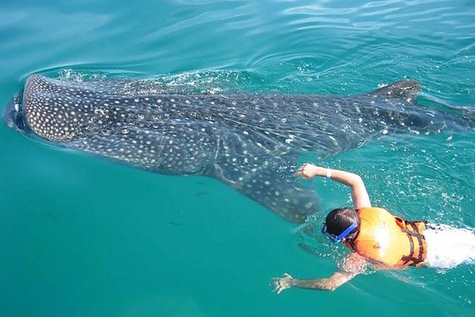 Whale Shark from Cancun, Riviera Maya and Tulum All Inclusive - Introduction: What’s This Tour All About?