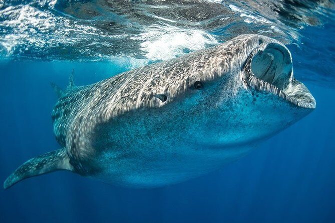 Whale Shark from Cancun, Riviera Maya and Tulum All Inclusive - Authenticity, Service, and Experience