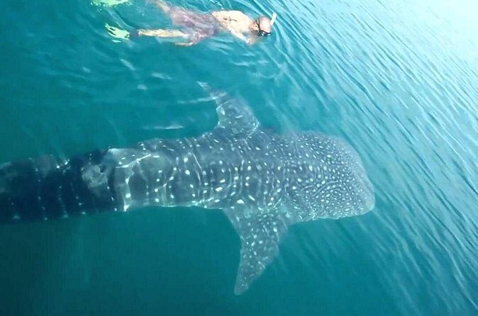 Whale Shark from Cancun, Riviera Maya and Tulum All Inclusive - Logistics, Group Size, and Practical Considerations