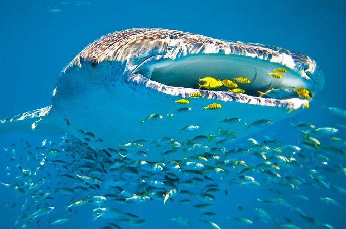 Whale Shark from Cancun, Riviera Maya and Tulum All Inclusive - Making the Most of Your Experience