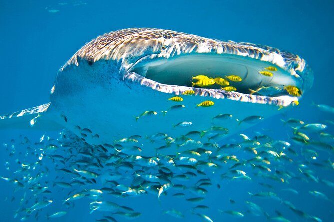 Whale Shark from Cancun, Riviera Maya and Tulum All Inclusive - FAQs