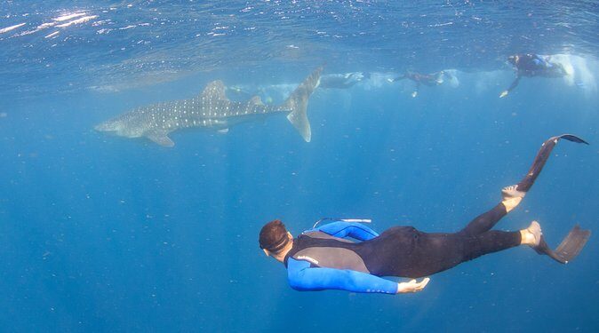 Whale Shark Safari - An In-Depth Look at the Whale Shark Safari