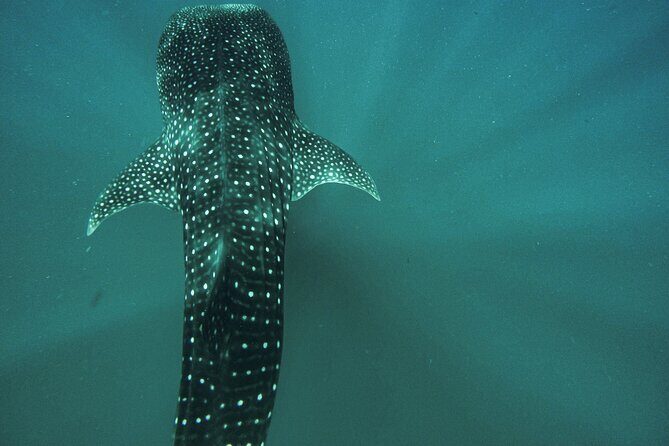 Whale Shark & Sea Lion Snorkeling Picnic at Espiritu Santo Island - Key Points