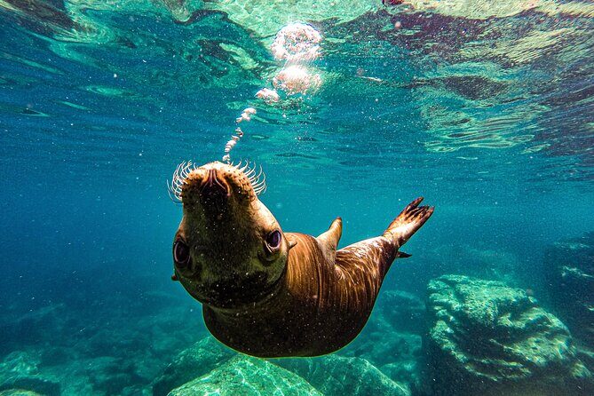 Whale Shark & Sea Lion Snorkeling Picnic at Espiritu Santo Island - An Authentic Look at the Tour: What to Expect
