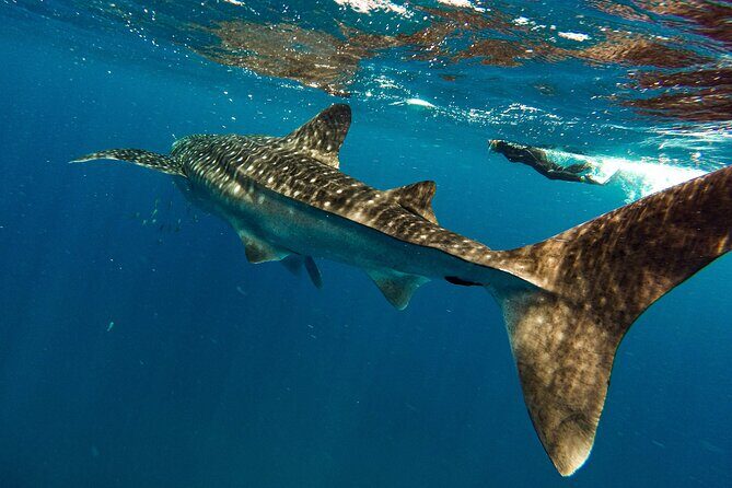 Whale Shark & Sea Lion Snorkeling Picnic at Espiritu Santo Island - Final Thoughts: Is It Worth It?