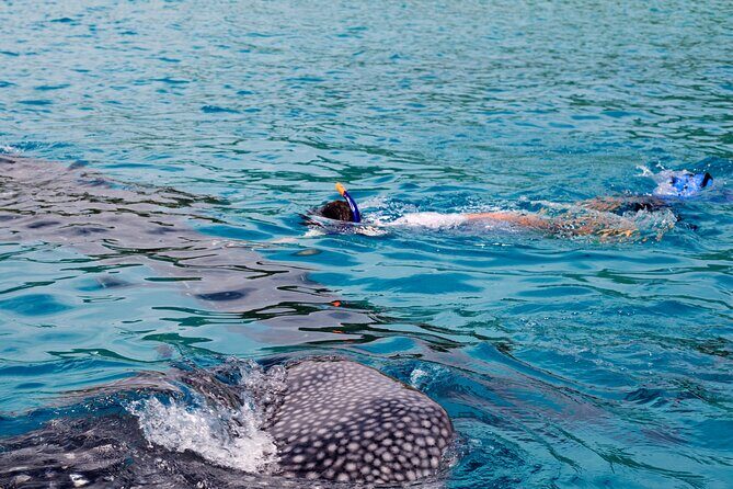 Whale Shark Snorkel Tour in Cancun (Snack Lunch included) - Introduction: Why This Tour Stands Out
