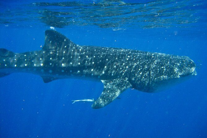 Whale Shark Snorkel Tour in Cancun (Snack Lunch included) - The Experience: Authenticity and Practicalities