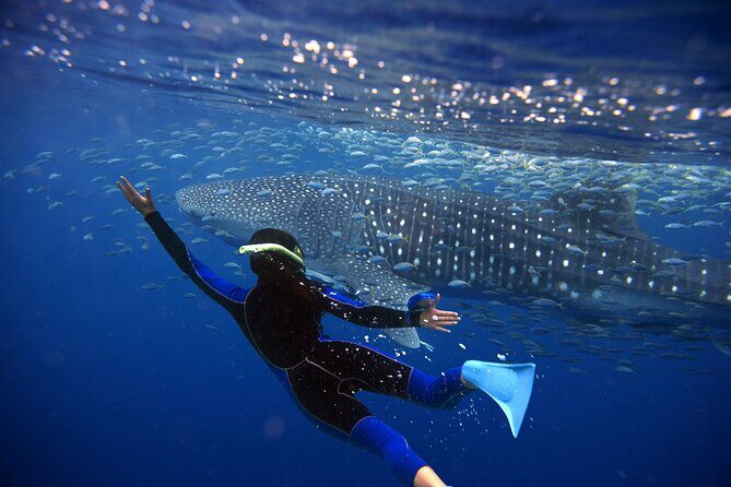 Whale Shark Snorkel Tour in Cancun (Snack Lunch included) - Who Would Love This Tour?