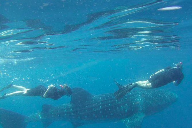 Whale Shark Snorkel Tour in Cancun (Snack Lunch included) - FAQ