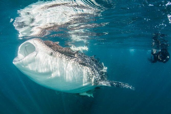 Whale-Shark Snorkeling Excursion to La Paz - Introduction: A Genuine Adventure in La Paz