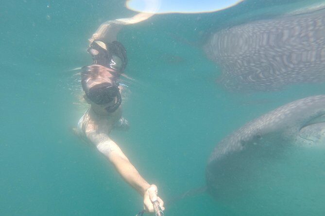 Whale-Shark Snorkeling Excursion to La Paz - Authenticity and Practicalities