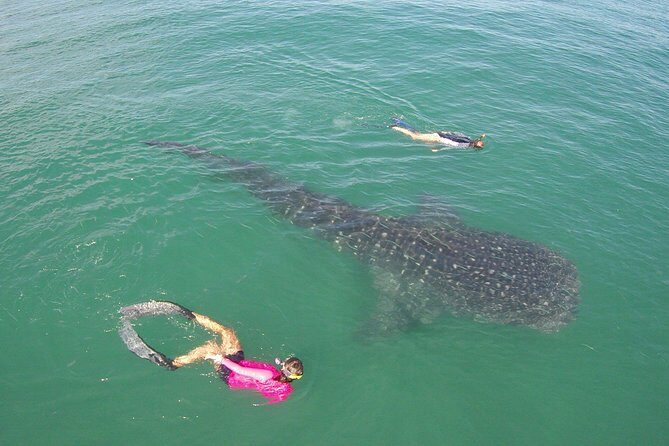 Whale-Shark Snorkeling Excursion to La Paz - Real Experiences from Travelers
