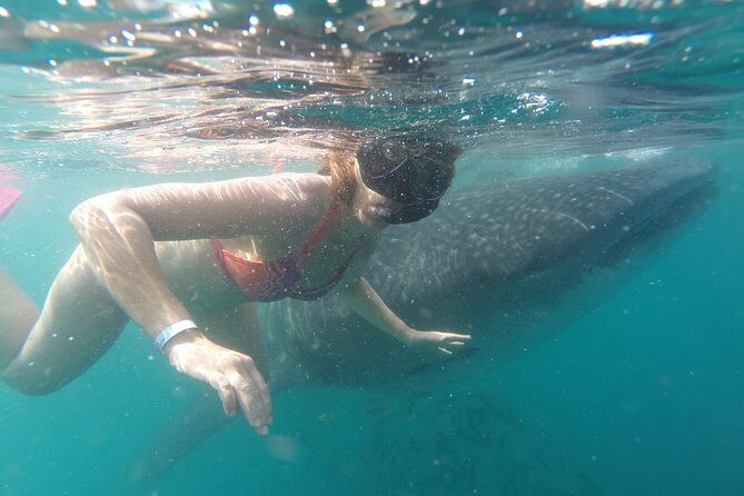 Whale-Shark Snorkeling Excursion to La Paz - The Sum Up: Who Will Love This Tour?