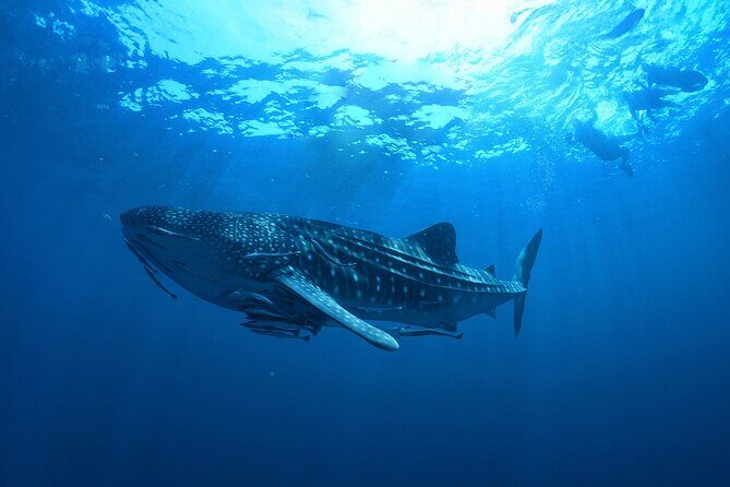 Whale Shark Snorkeling Experience from Cancun and Riviera Maya - Who is This Tour Best For?