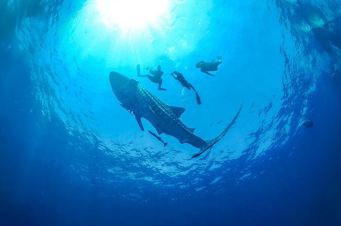 Whale Shark Snorkeling Experience from Cancun and Riviera Maya - The Experience from the Reviews