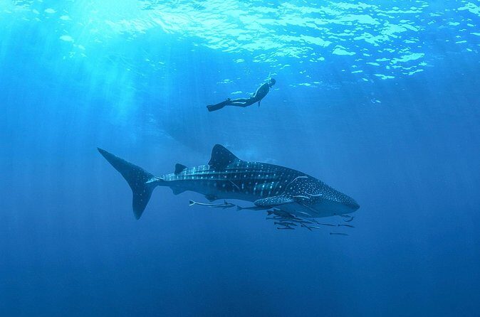 Whale Shark Snorkeling Experience from Cancun and Riviera Maya - Practical Tips for Future Participants