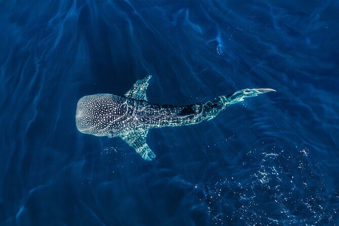 Whale Shark Snorkeling Experience from Cancun and Riviera Maya - The Sum Up: Is This Tour Worth It?