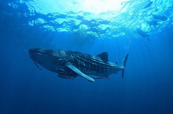 Whale Shark Snorkeling Experience from Cancun and Riviera Maya - Frequently Asked Questions