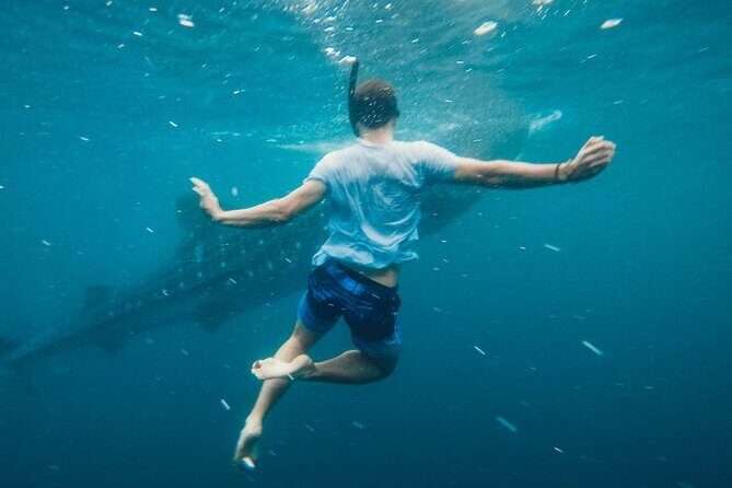 Whale Shark Snorkeling in La Paz - Value and Price Analysis