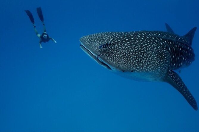 Whale Shark Snorkeling in La Paz - Frequently Asked Questions